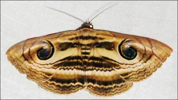 Deimatic behaviour – blog.biocomm.ai