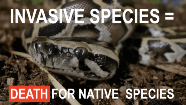 Invasive Species. Example. The Burmese Python. – blog.biocomm.ai